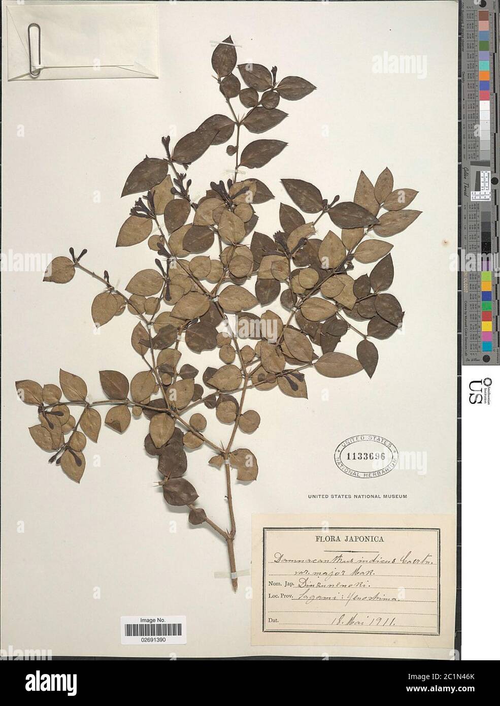 Damnacanthus hi-res stock photography and images - Alamy