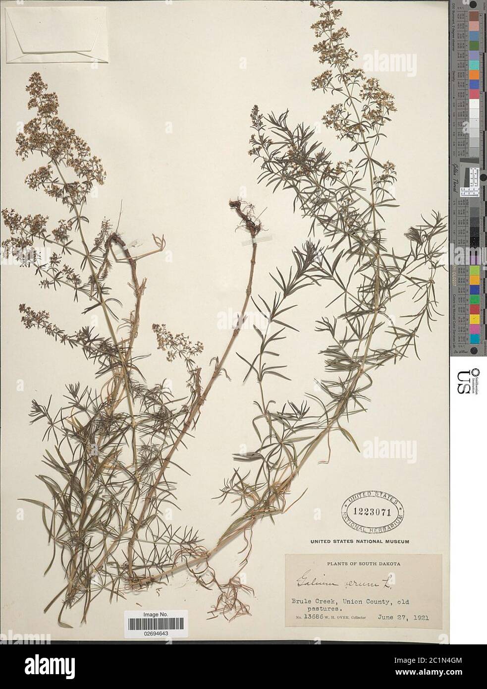 Galium verum L Galium verum L Stock Photo - Alamy