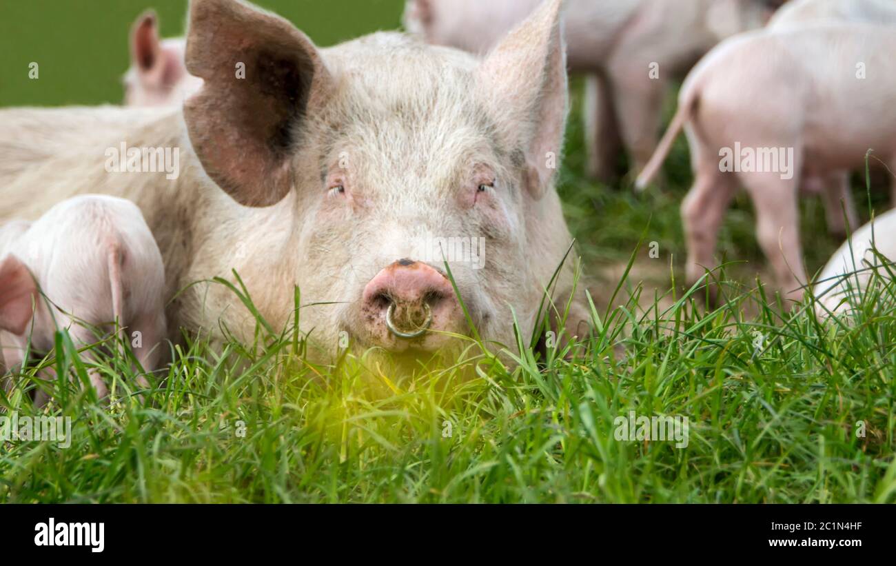 Happy pigs hi-res stock photography and images - Alamy