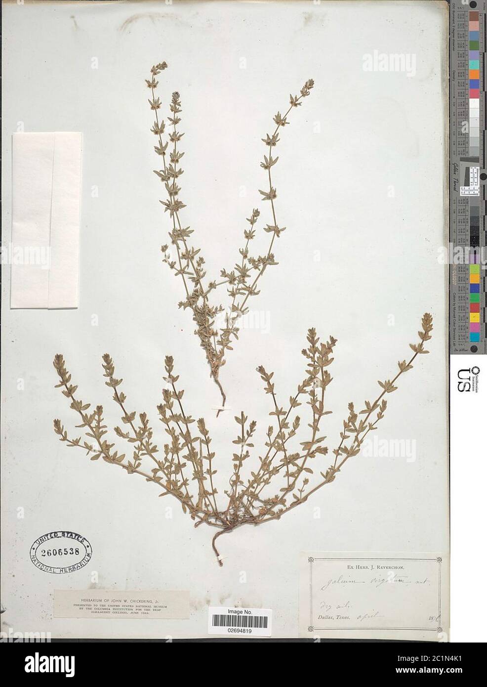Galium virgatum Nutt Galium virgatum Nutt Stock Photo - Alamy