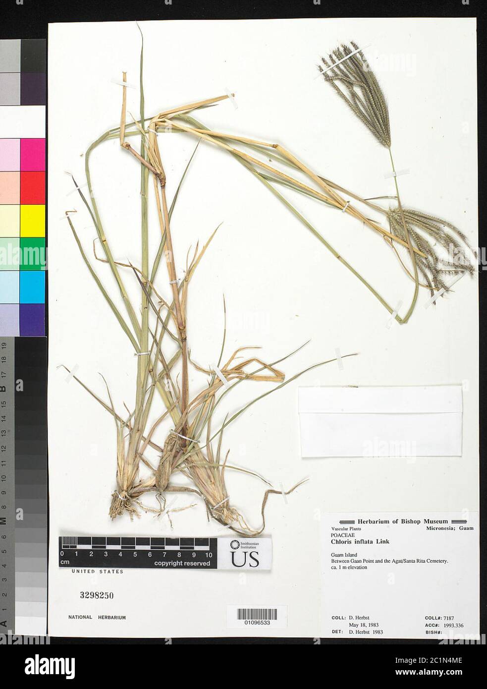 Chloris inflata Link Chloris inflata Link Stock Photo - Alamy
