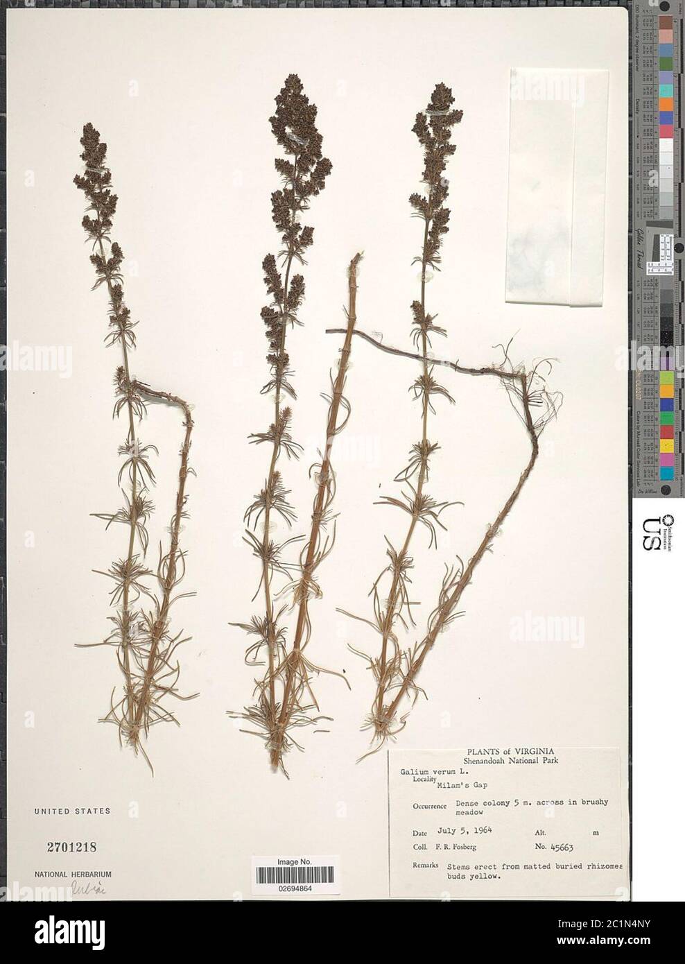 Galium verum L Galium verum L Stock Photo - Alamy