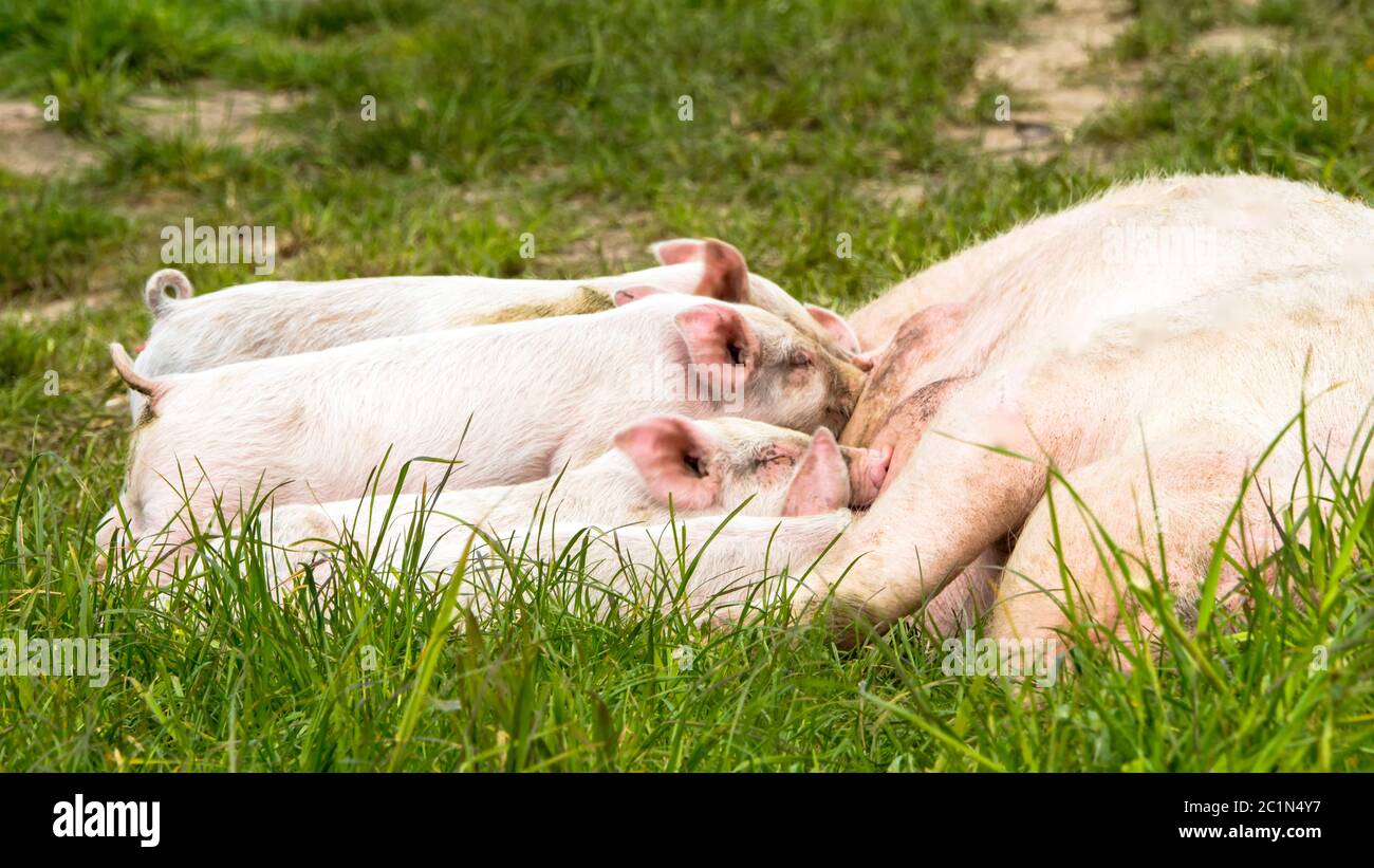 Happy pigs on a blossoming meadow in spring Stock Photo - Alamy