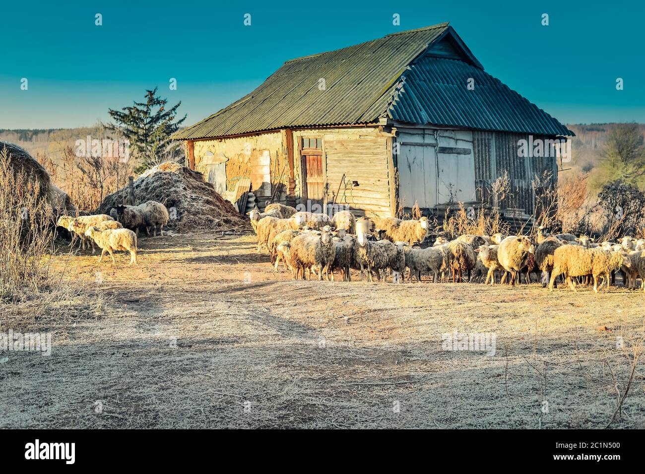 Sheep house hi-res stock photography and images - Alamy