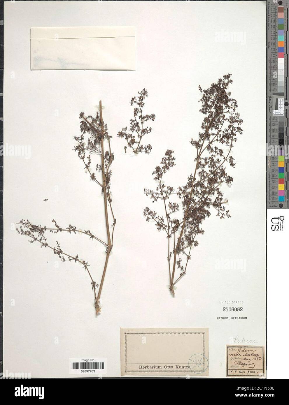Galium verum l hi-res stock photography and images - Alamy