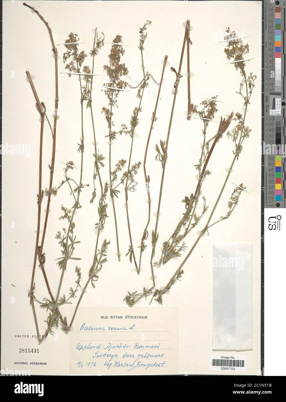 Galium verum L Galium verum L Stock Photo - Alamy