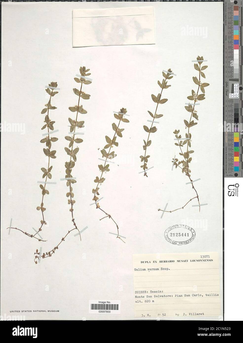 Galium verum L Galium verum L Stock Photo - Alamy