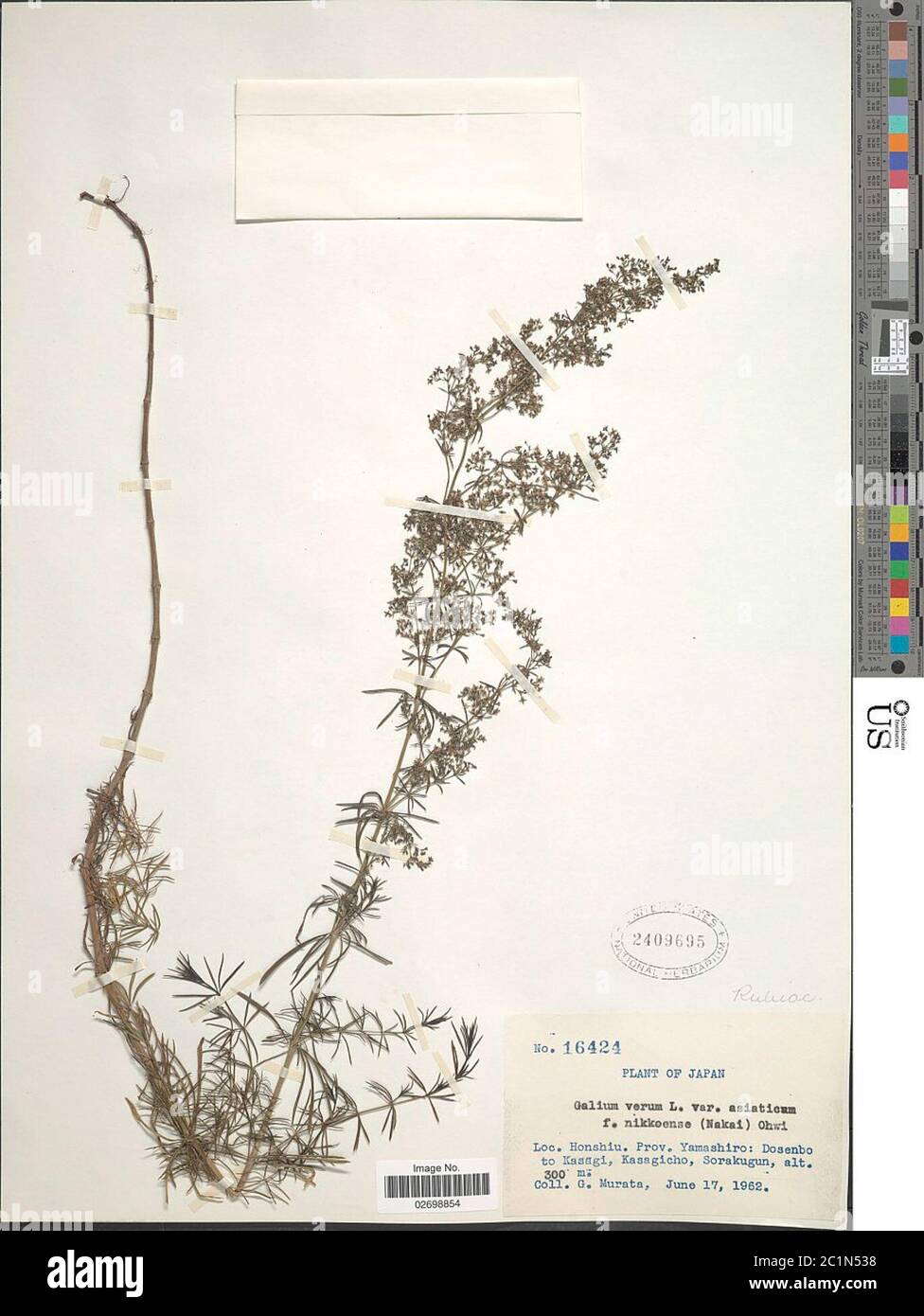 Galium verum L Galium verum L Stock Photo - Alamy