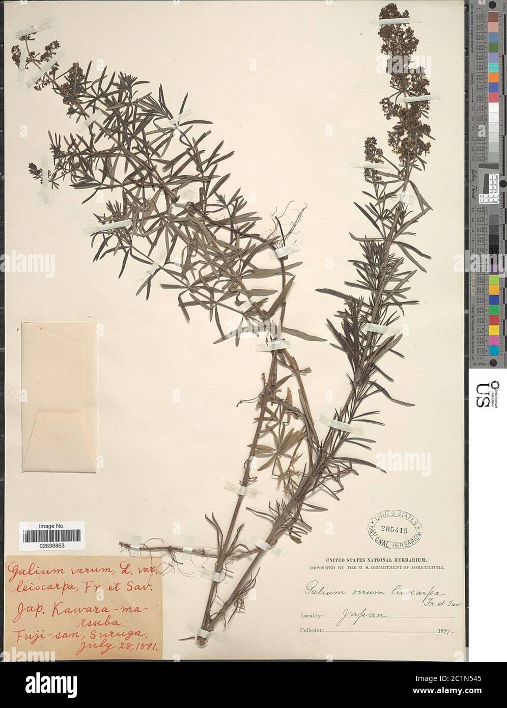 Galium verum L Galium verum L Stock Photo - Alamy