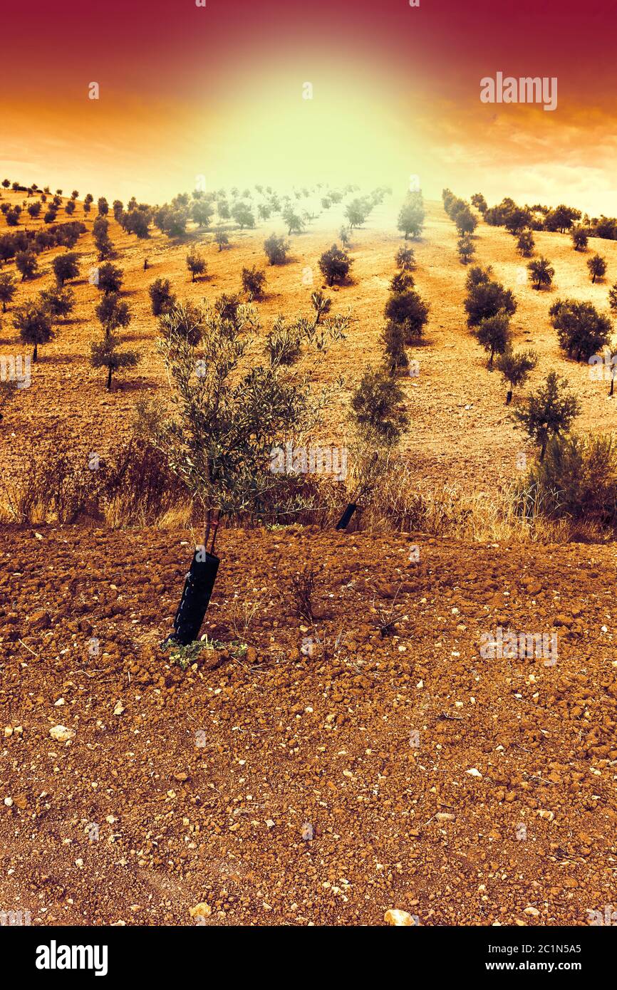 Olive grove in sunrise hi-res stock photography and images - Alamy