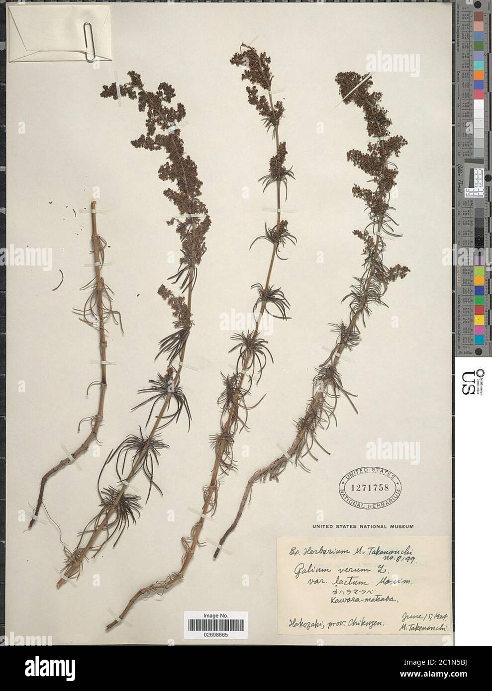 Galium verum L Galium verum L Stock Photo - Alamy