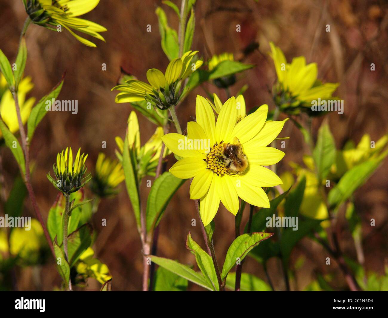 Park insect flower plant hi-res stock photography and images - Alamy