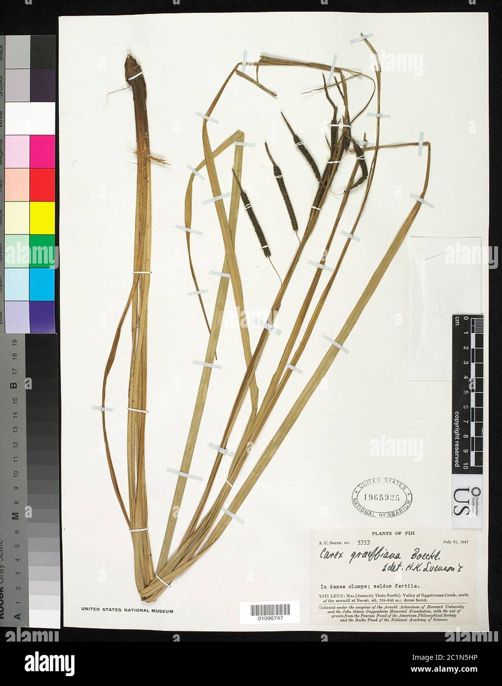 Carex graeffeana Boeckeler Carex graeffeana Boeckeler Stock Photo - Alamy