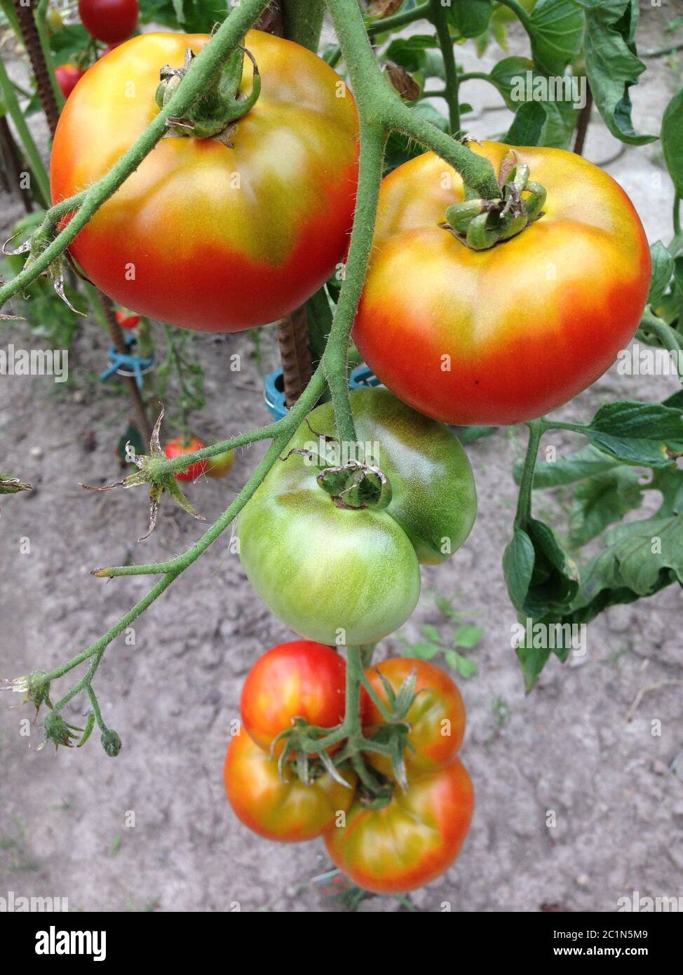 home-grown tomatoes in your own garden Stock Photo - Alamy
