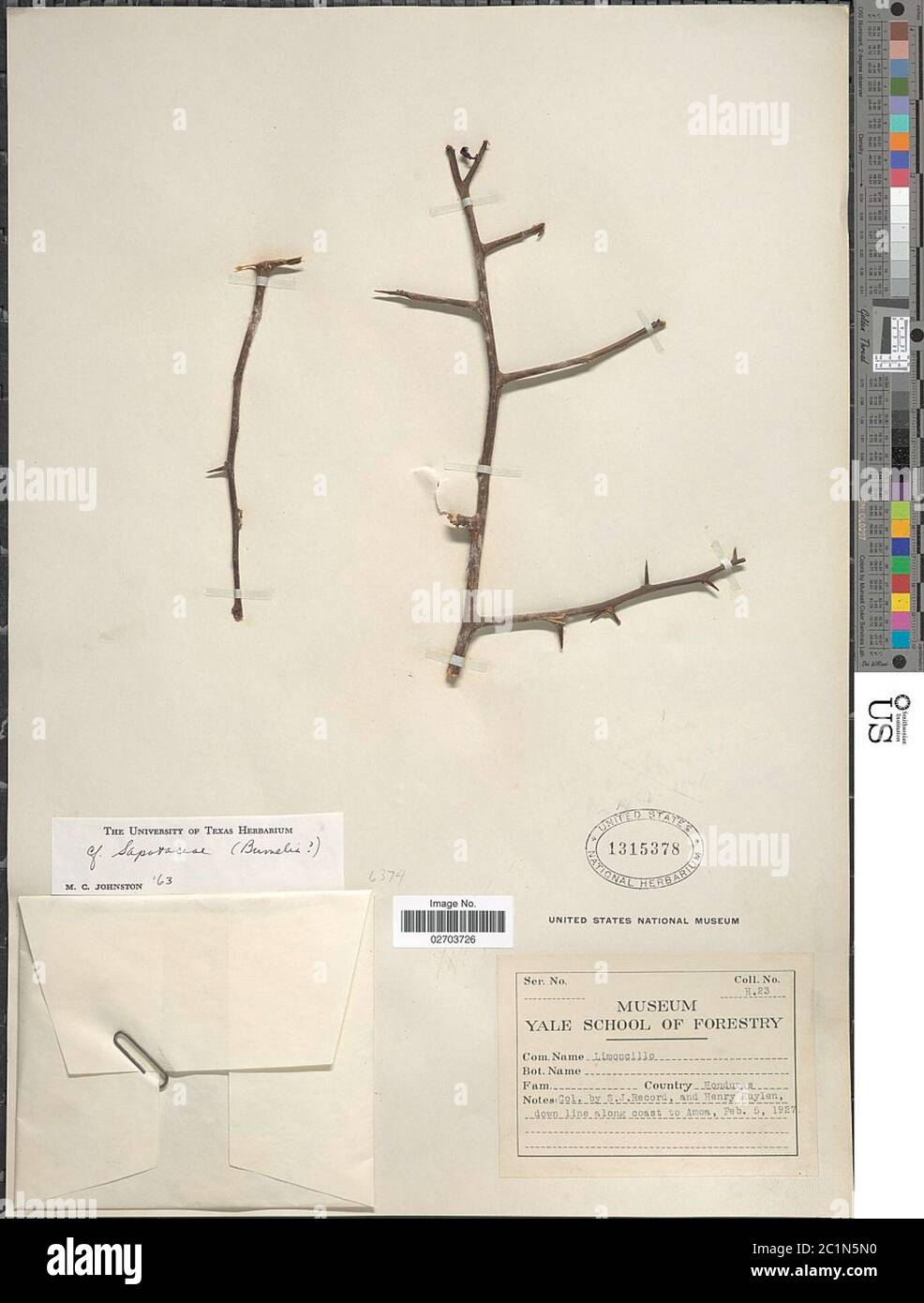 Sideroxylon sideroxylon sp hi-res stock photography and images - Alamy