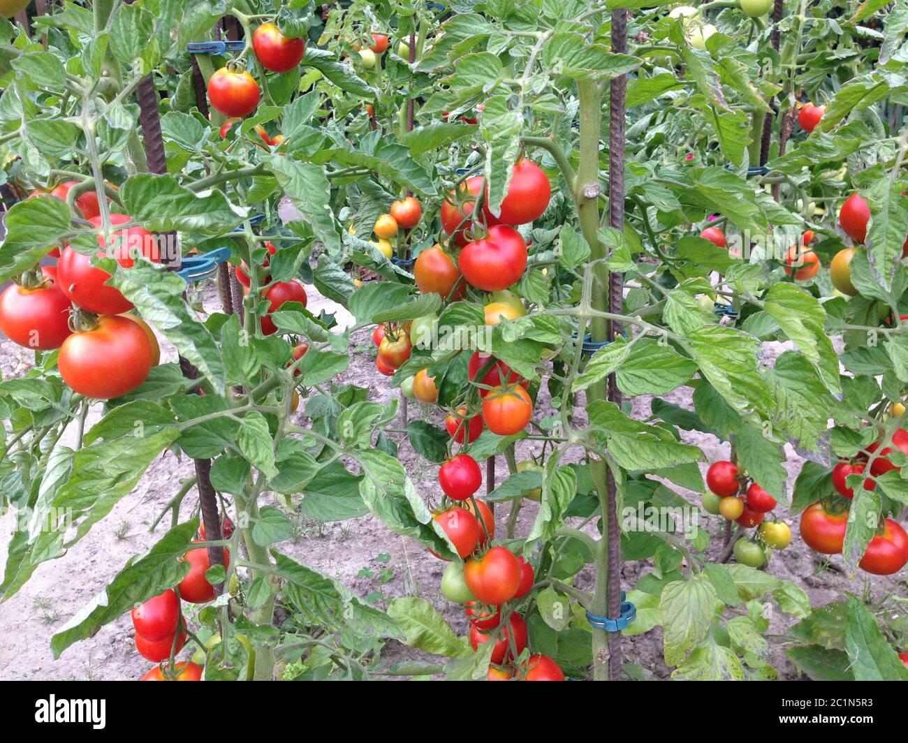 Ripen tomatoes hi-res stock photography and images - Alamy