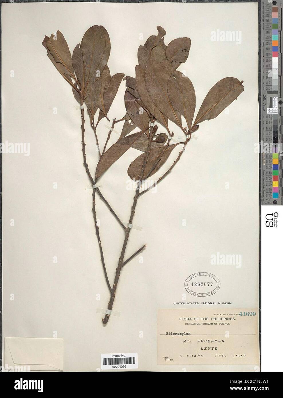 Sideroxylon sideroxylon sp hi-res stock photography and images - Alamy