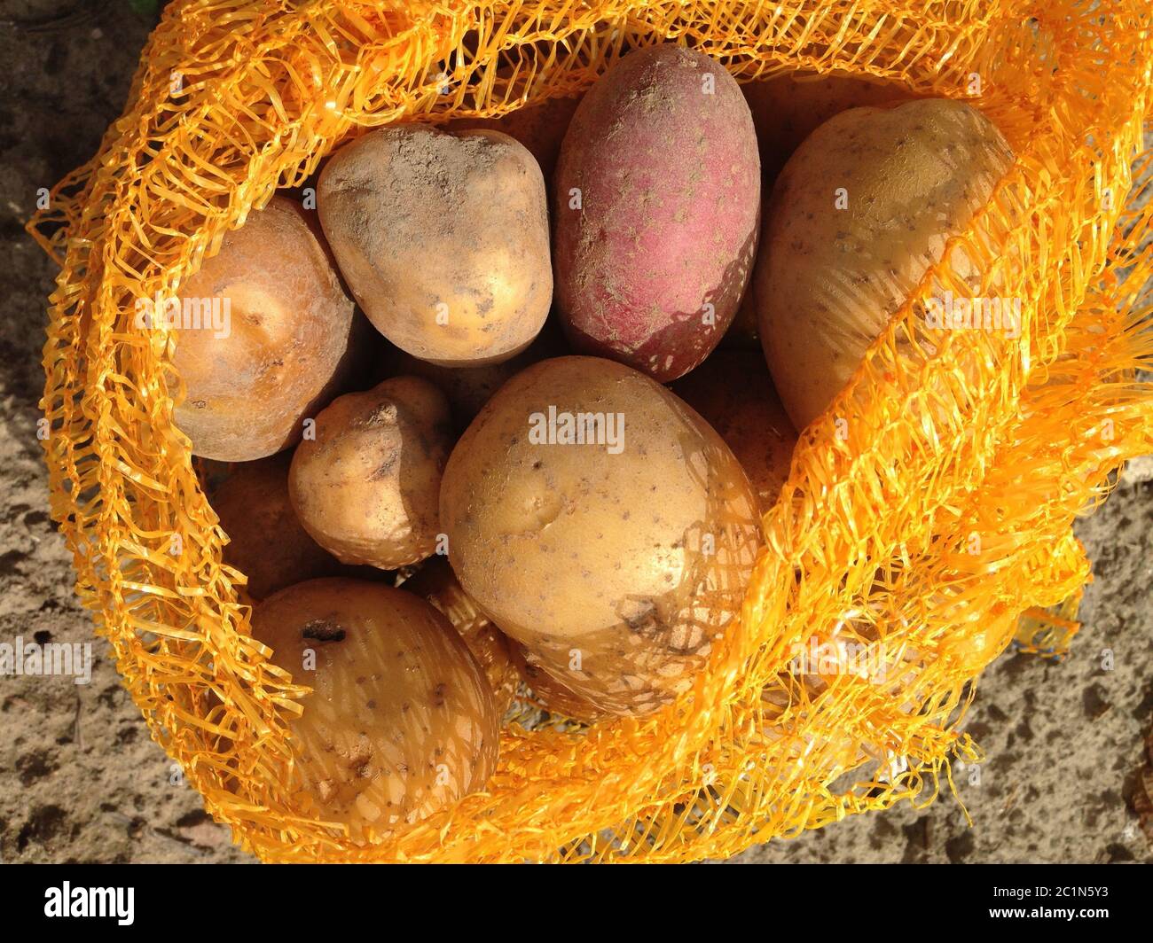 Many potatoes in field agriculture hi-res stock photography and images ...