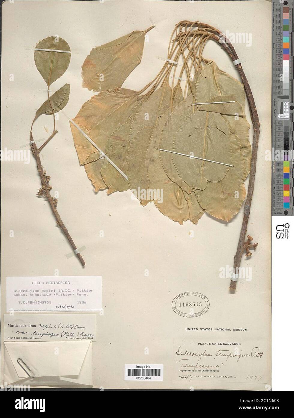 Sideroxylon capiri subsp tempisque Pittier TD Penn Sideroxylon capiri ...