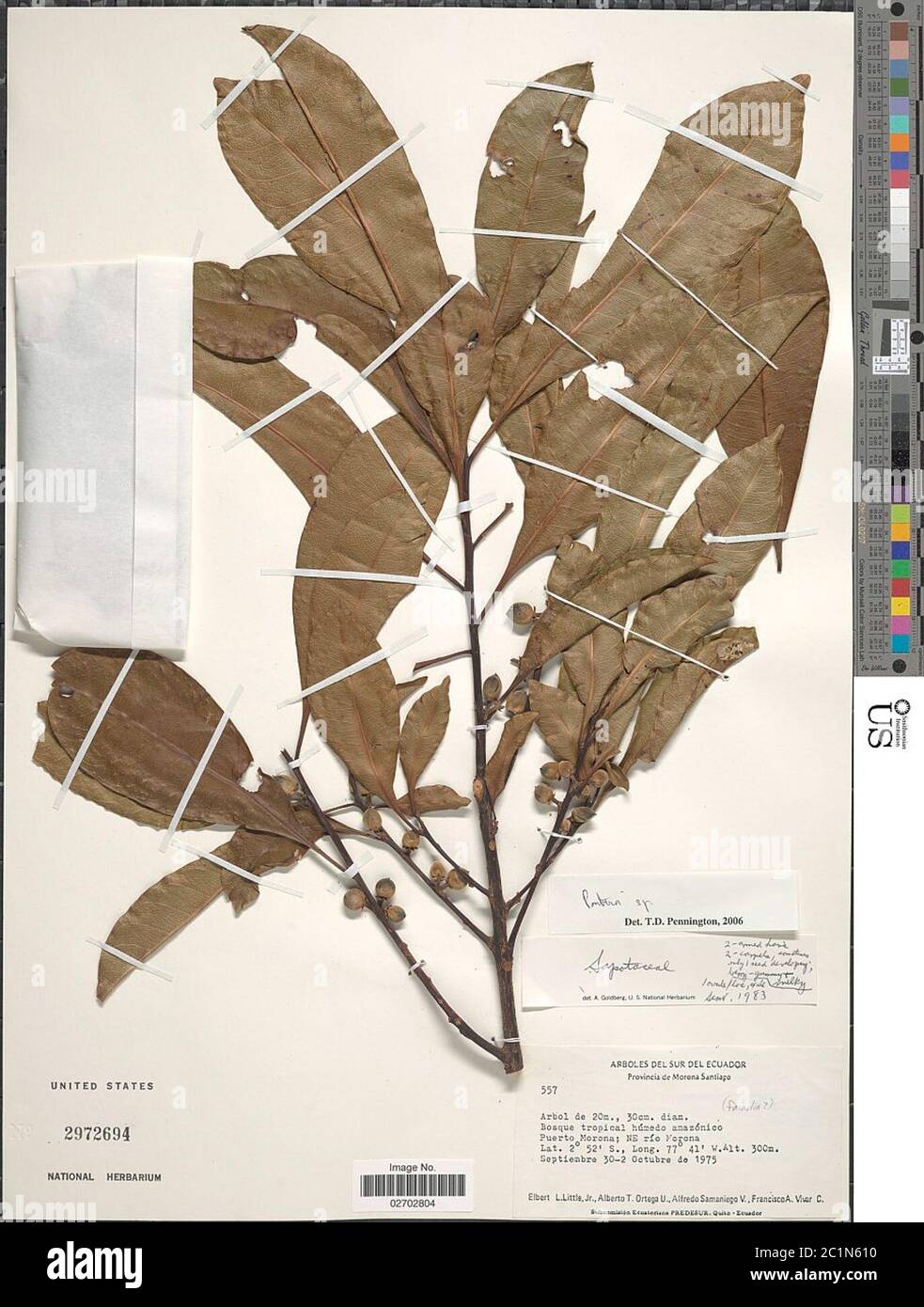 Pouteria sp Pouteria sp Stock Photo - Alamy