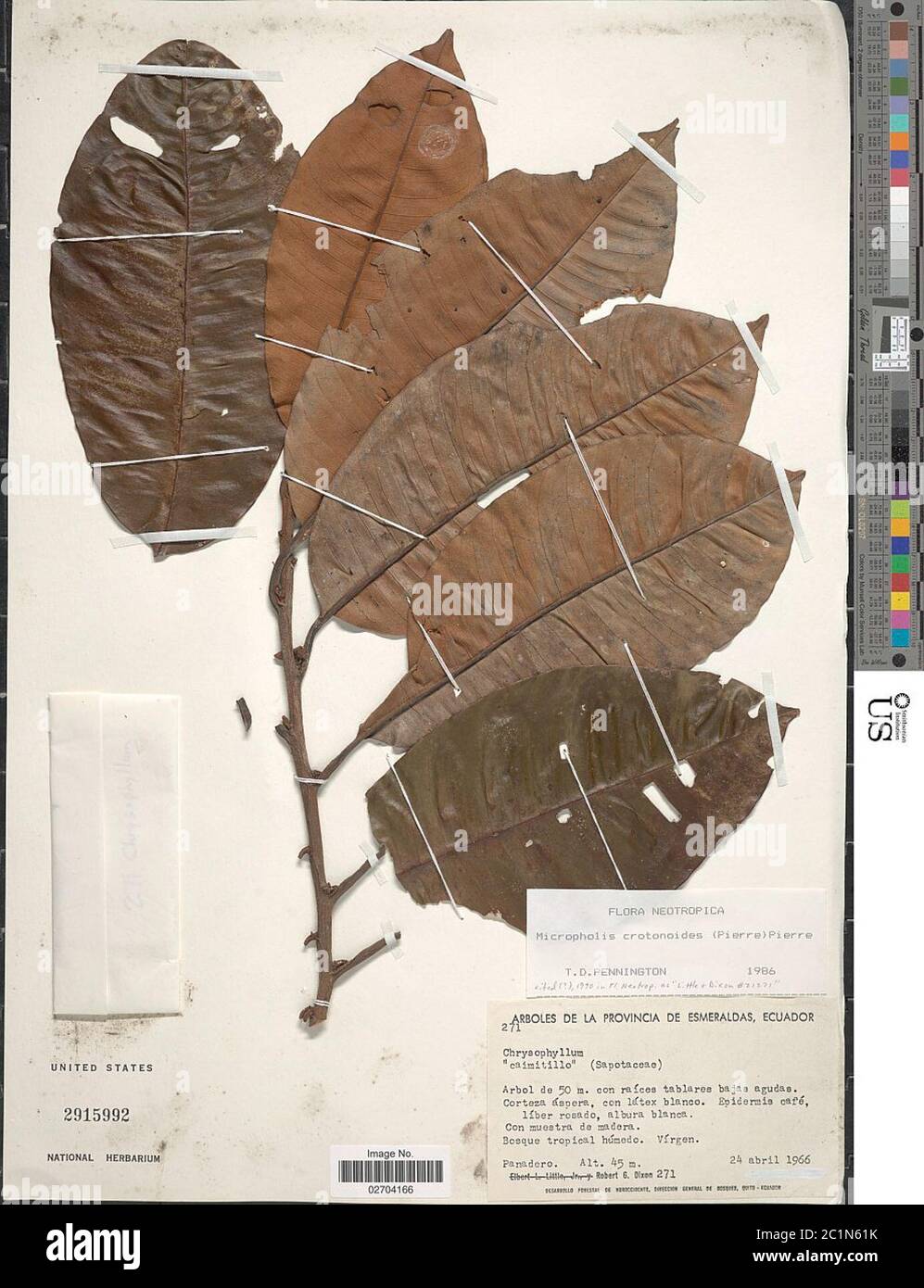 Crotonoides hi-res stock photography and images - Alamy