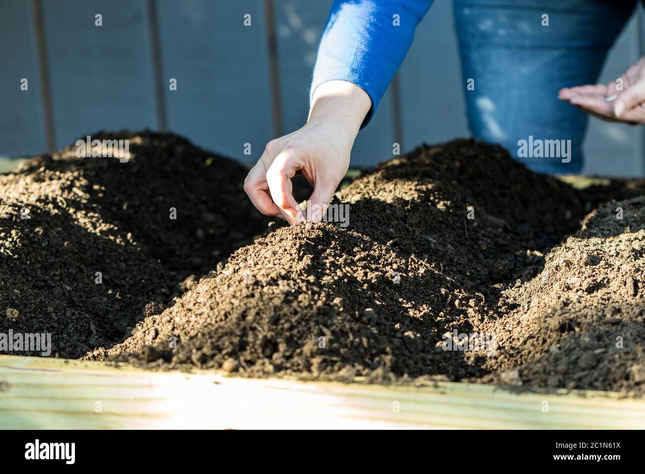 Women planting seeds into the mounded soil in her backyard garden Stock ...