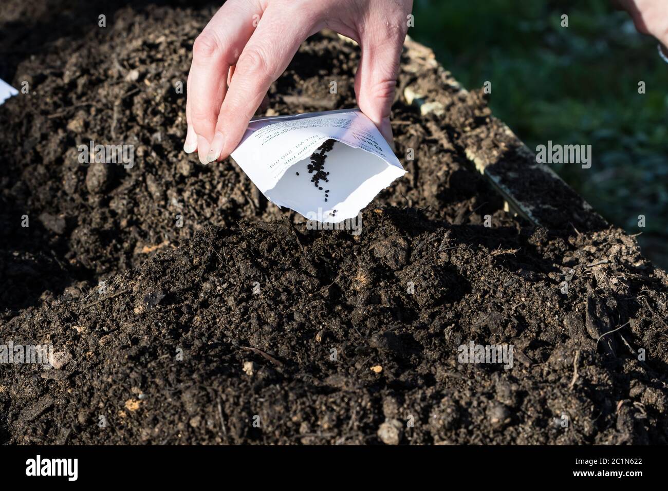Woman spreading seeds from a packet into her backyard garden Stock ...