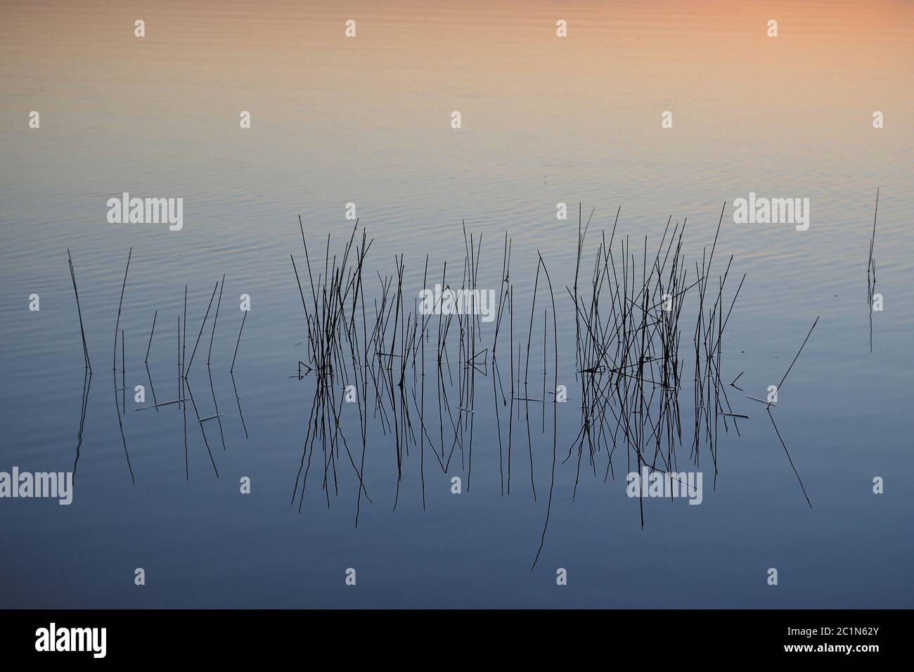 Reeds in water at sunrise in Nine Mile Pond in Everglades National Park ...