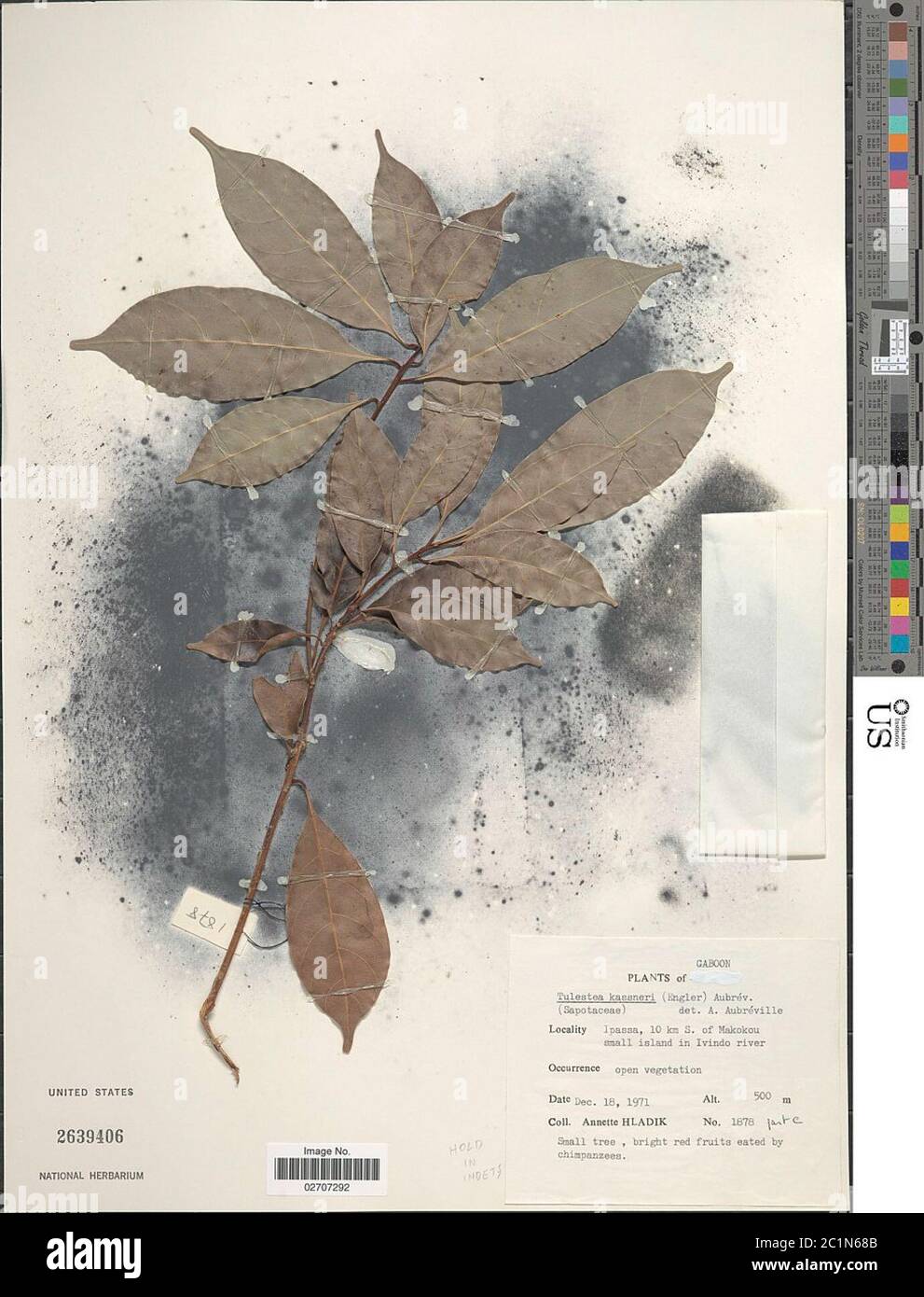 Indet sp Indet sp Stock Photo - Alamy