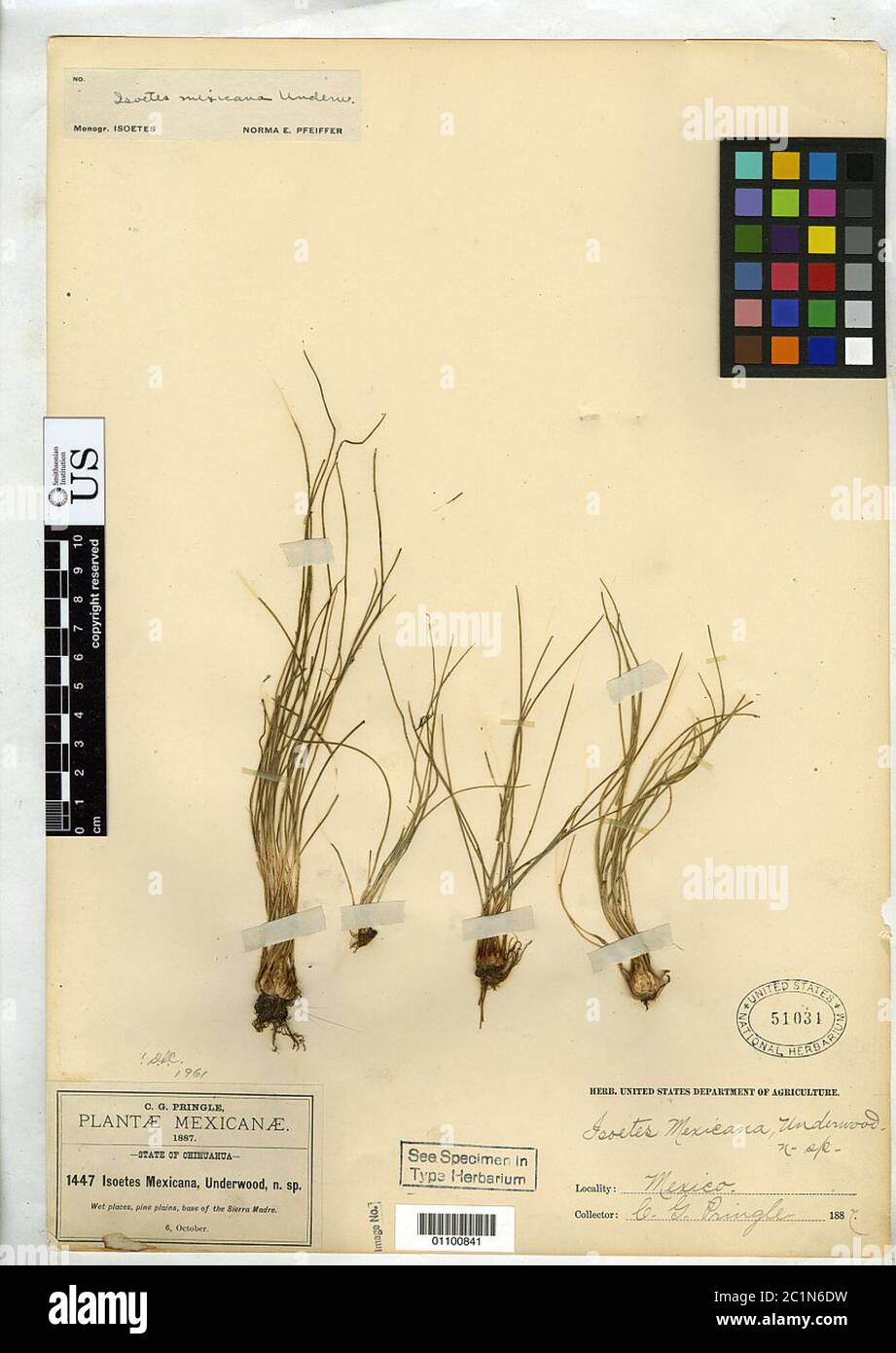 Isoetes hi-res stock photography and images - Alamy