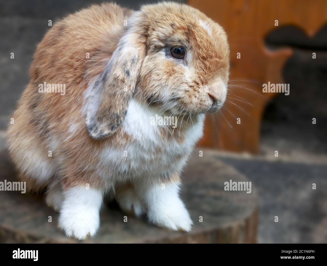 Rabbit rabbit, light brown-white, stretched, sitting Stock Photo - Alamy
