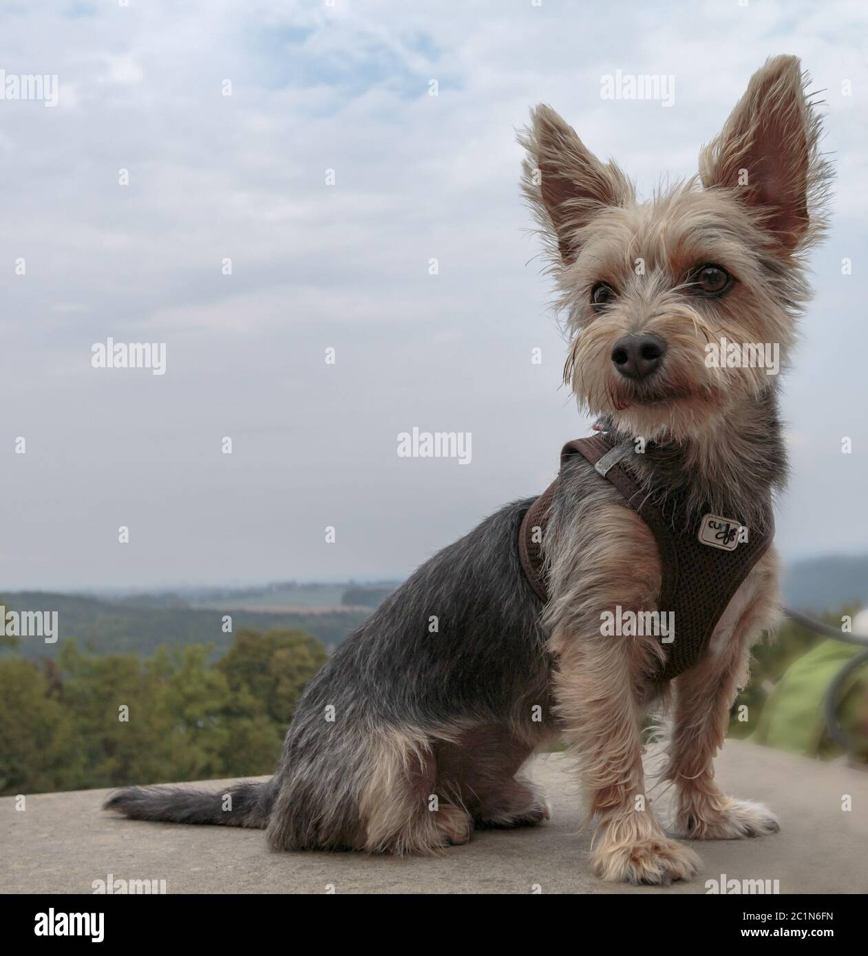 Dark brown yorkshire terrier hi-res stock photography and images - Alamy