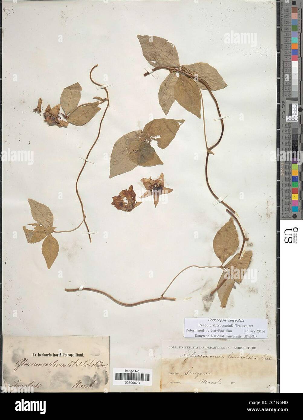 Codonopsis lanceolata Codonopsis lanceolata Stock Photo - Alamy