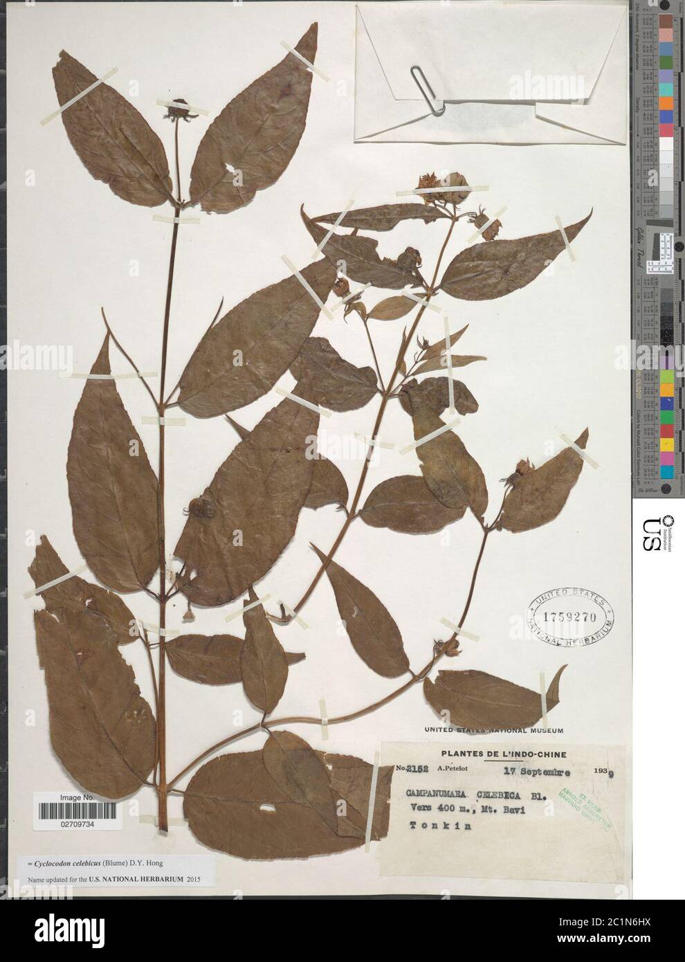 Codonopsis forrestii Diels Codonopsis forrestii Diels Stock Photo - Alamy