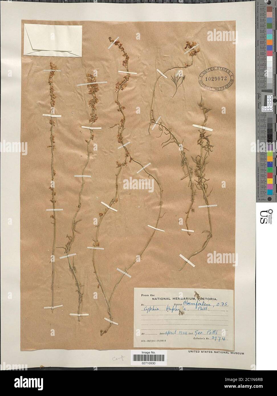 Cyphia triphylla E Phillips Cyphia triphylla E Phillips Stock Photo - Alamy