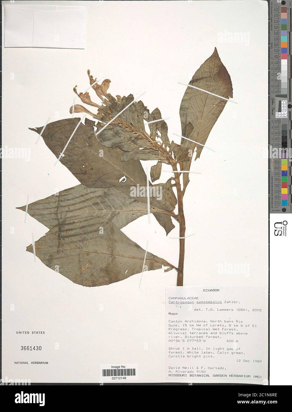 Centropogon gamosepalus Zahlbr Centropogon gamosepalus Zahlbr Stock ...