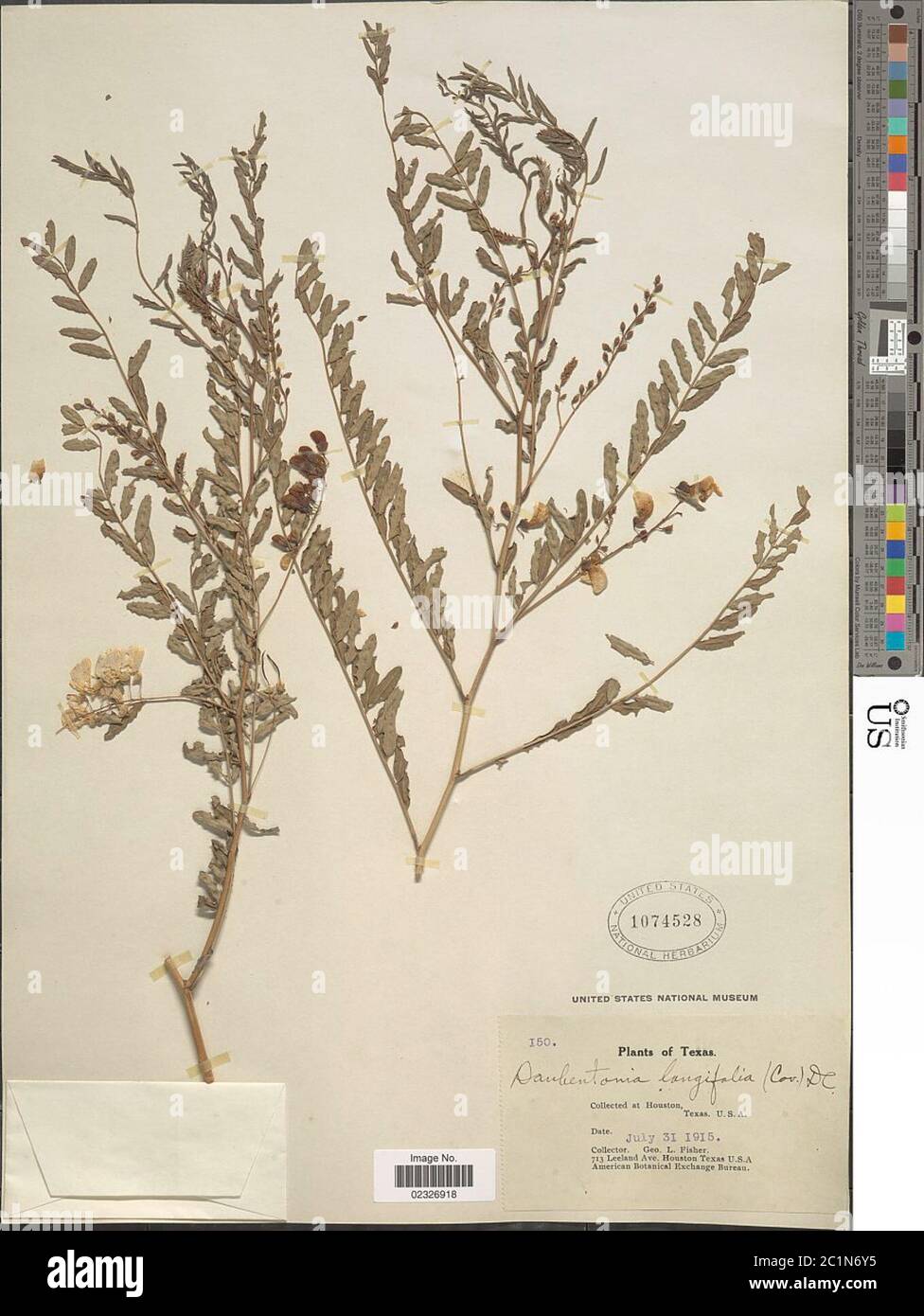 Sesbania drummondii hi-res stock photography and images - Alamy