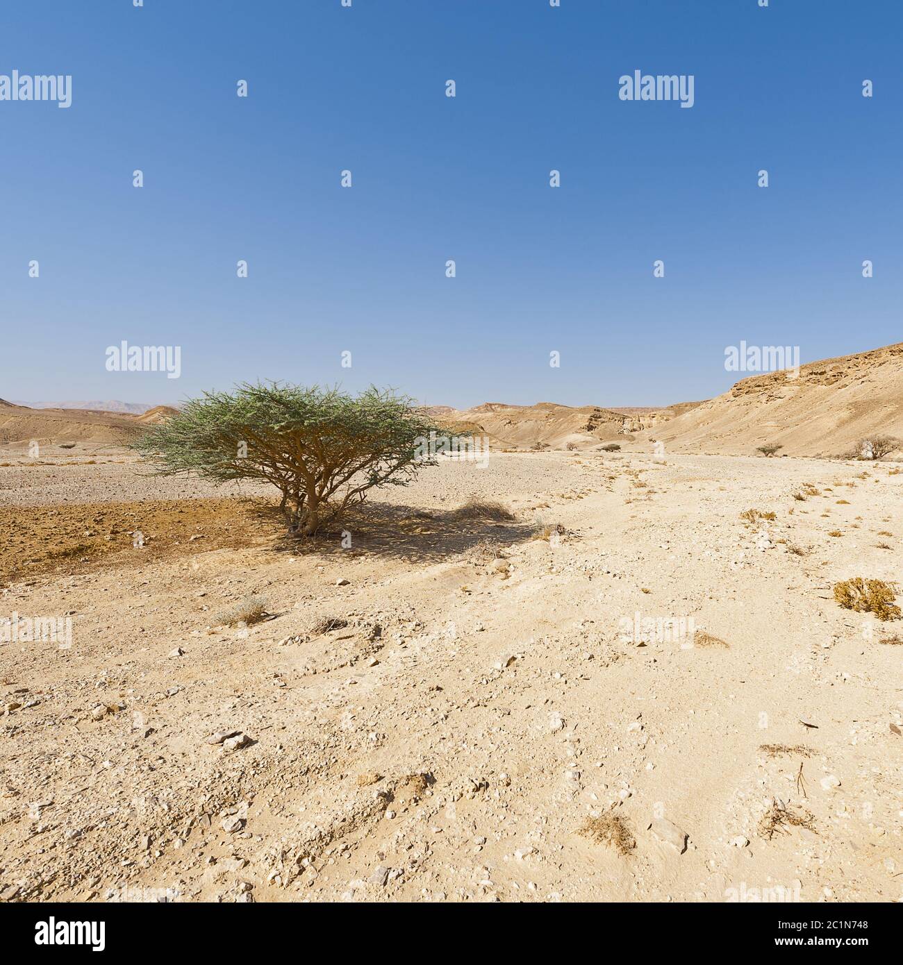 Dry tree in the infinity Stock Photo - Alamy