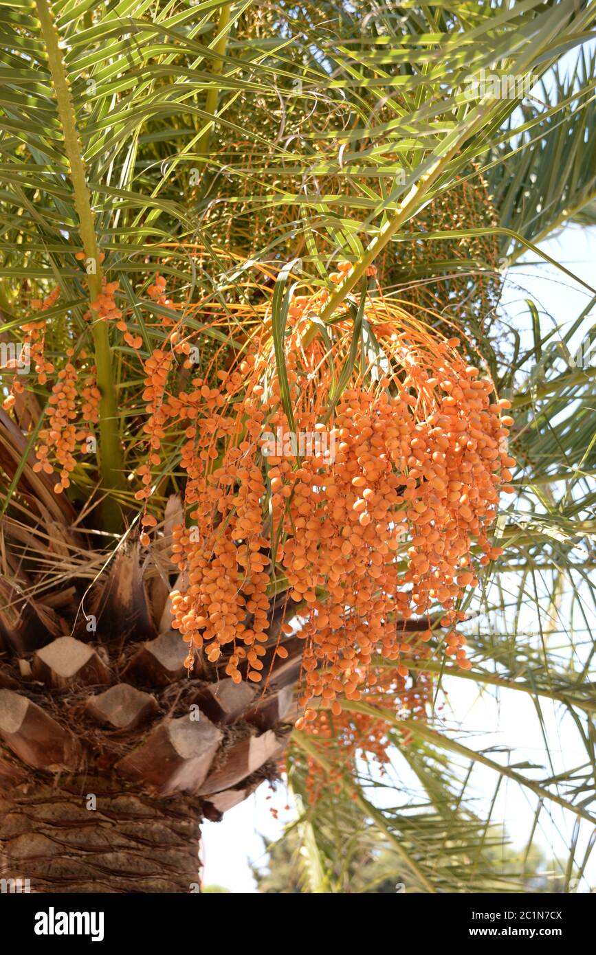 Dates on the date palm, Costa Blanca, Spain Stock Photo - Alamy