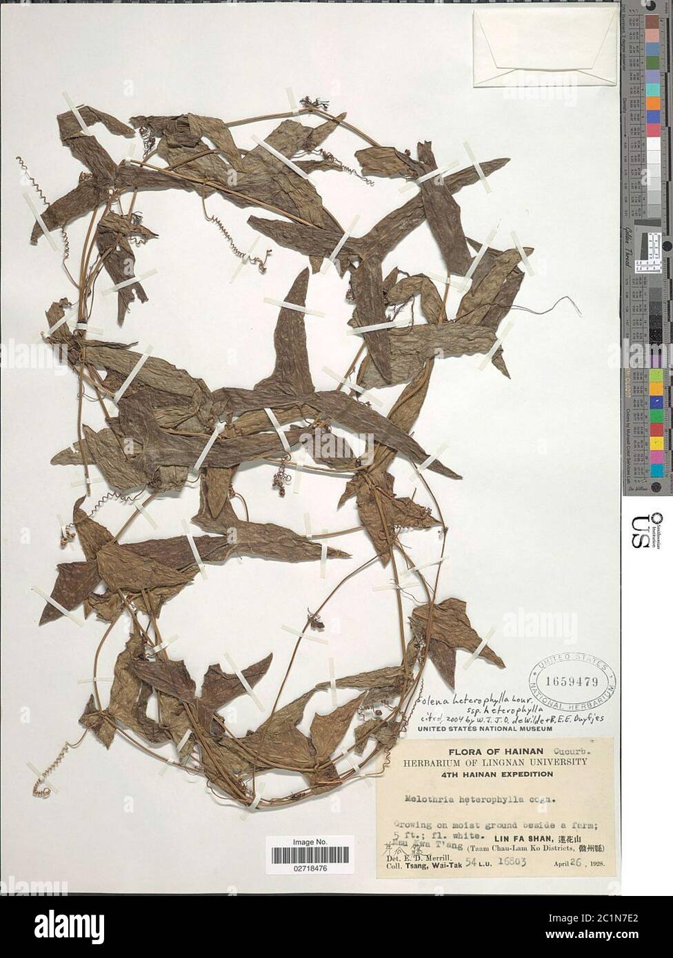 Solena hi-res stock photography and images - Alamy