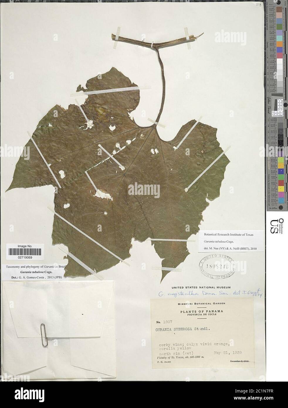 Gurania tubulosa Cogn Gurania tubulosa Cogn Stock Photo - Alamy