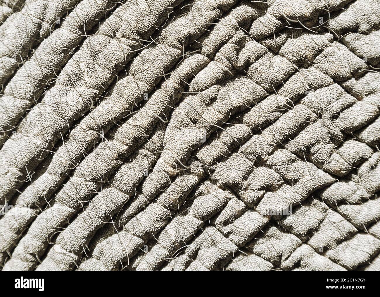 Elephant skin, close-up Stock Photo - Alamy