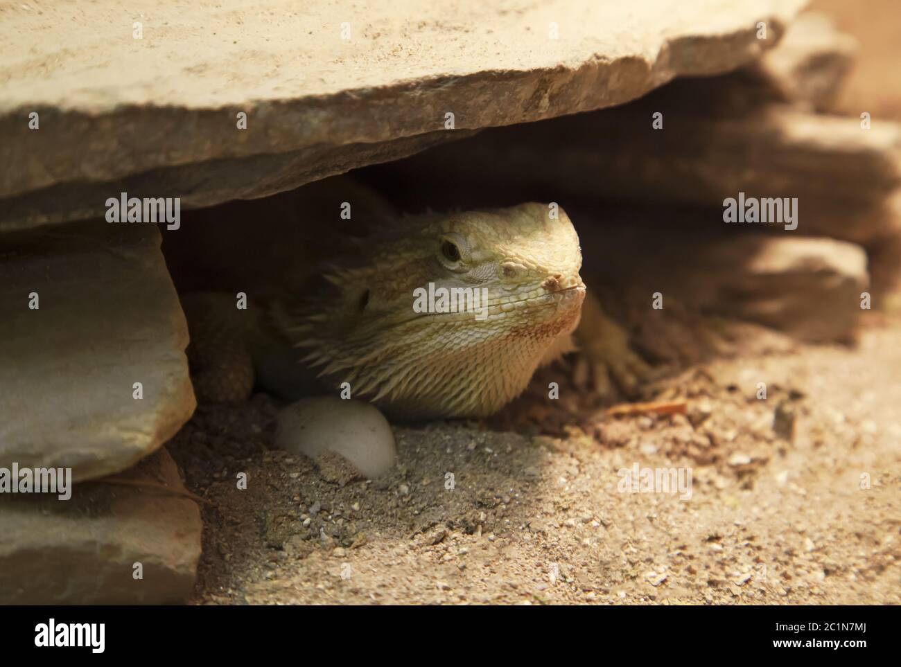 Hiding Under A Rock High Resolution Stock Photography and Images - Alamy