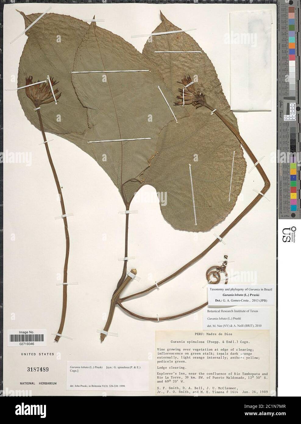 Gurania lobata L Pruski Gurania lobata L Pruski Stock Photo - Alamy