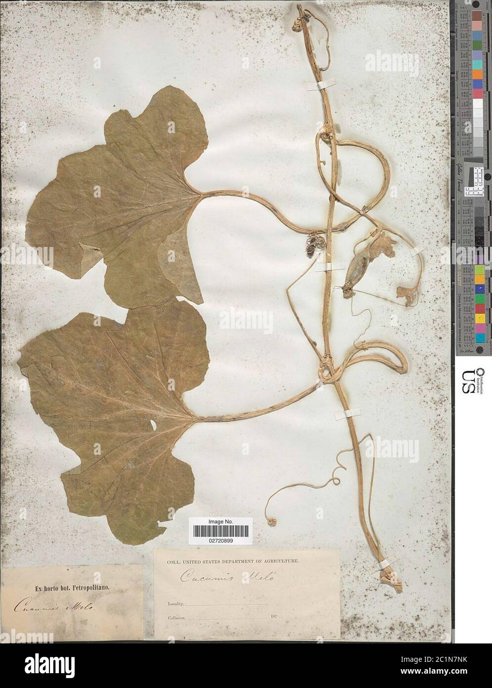 Cucumis melo L Cucumis melo L Stock Photo - Alamy