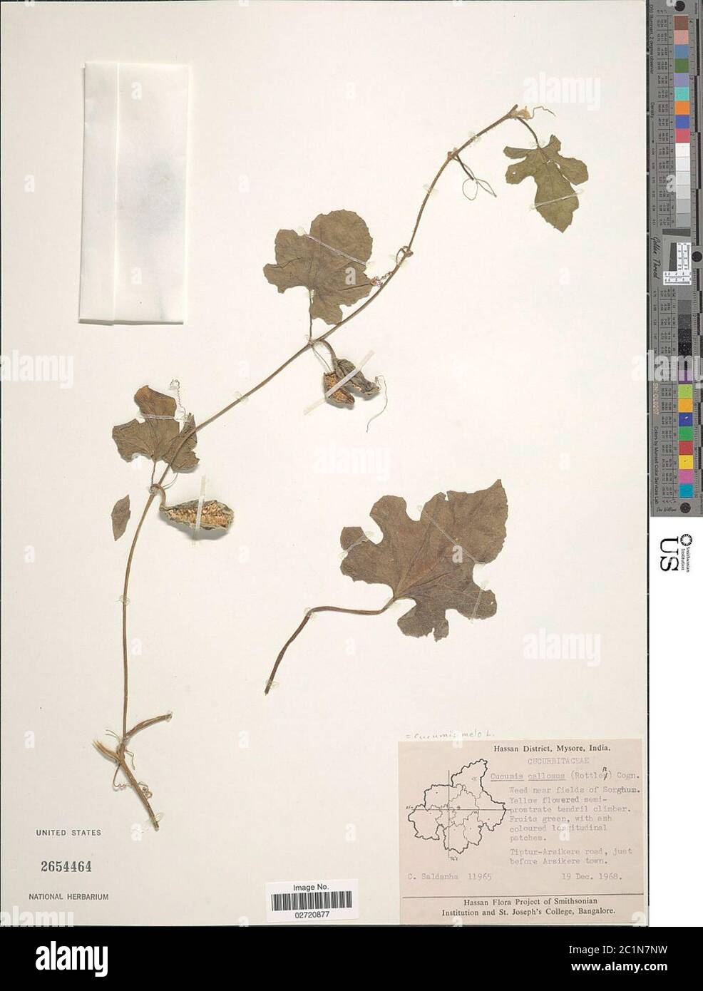 Cucumis melo L Cucumis melo L Stock Photo - Alamy