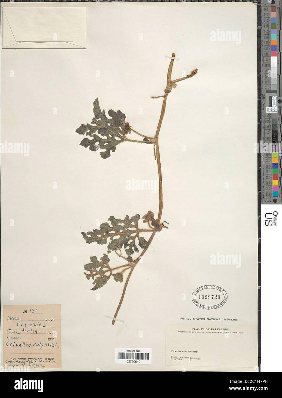 Citrullus vulgaris Schrad Citrullus vulgaris Schrad Stock Photo - Alamy