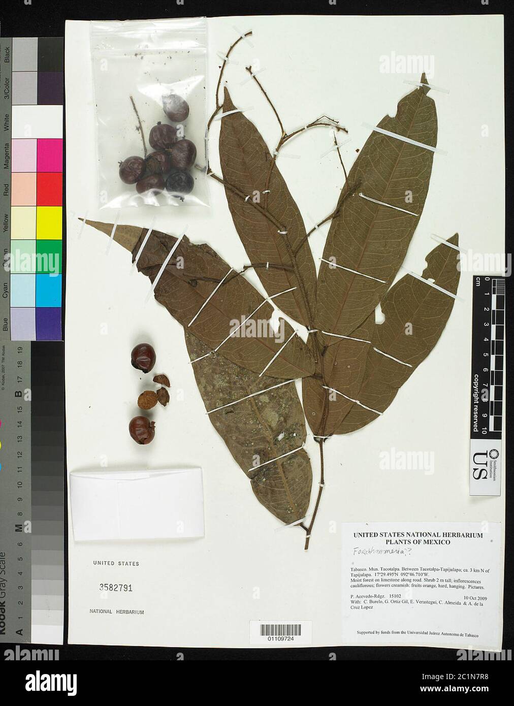 Recchia hi-res stock photography and images - Alamy