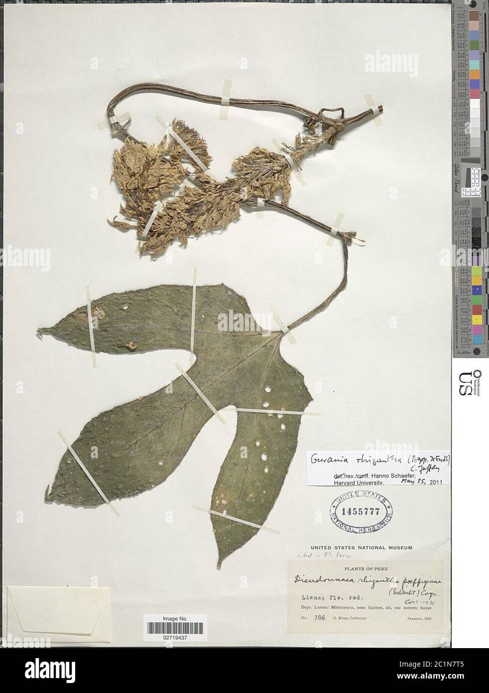 Gurania rhizantha Poepp Endl C Jeffrey Gurania rhizantha Poepp Endl C ...