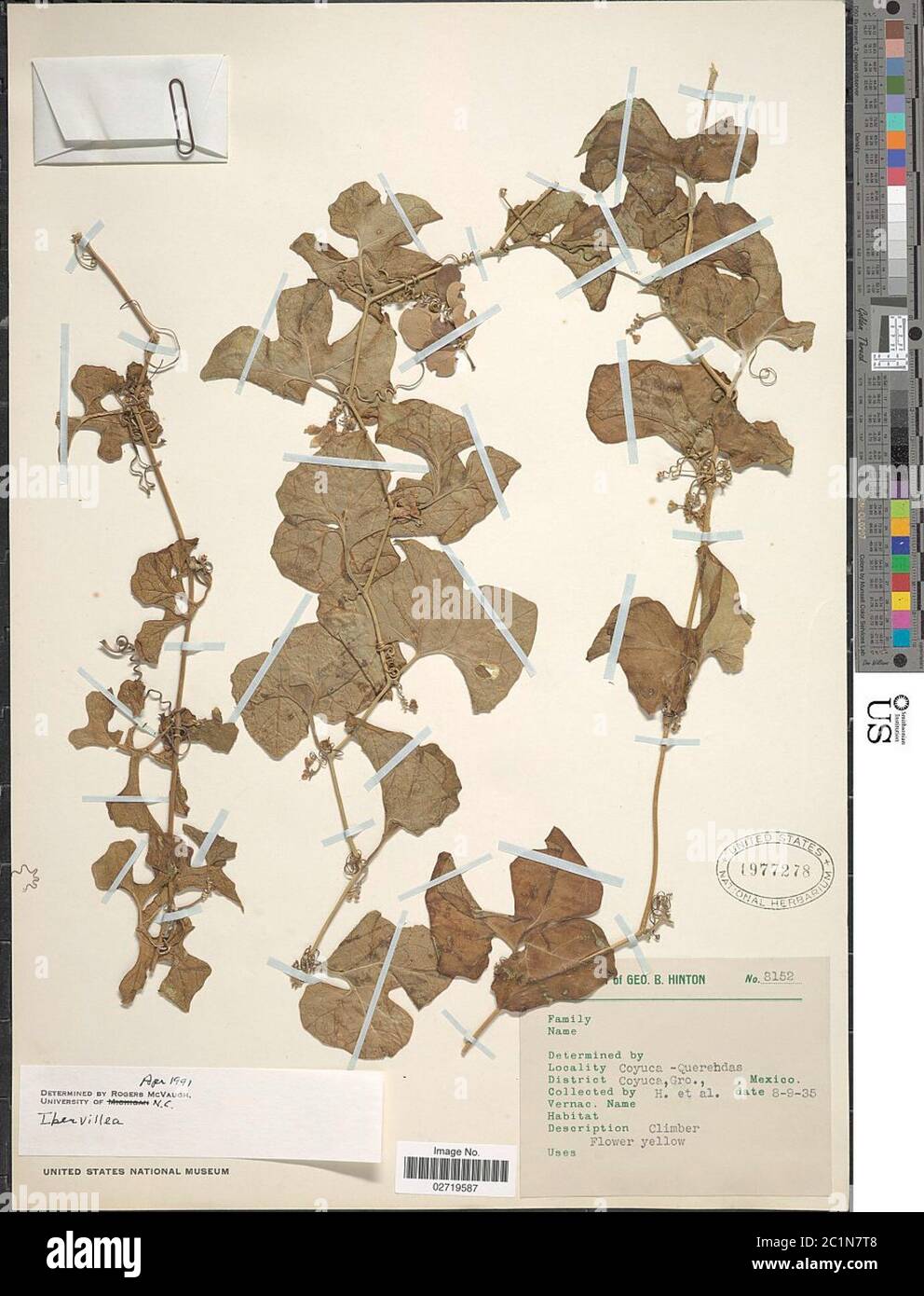 Ibervillea sp Ibervillea sp Stock Photo - Alamy